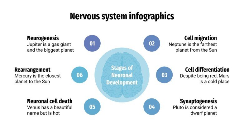 Nervous System Infographics | Google Slides & PowerPoint