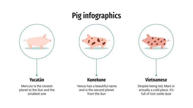 Pig Infographics | Google Slides & PowerPoint