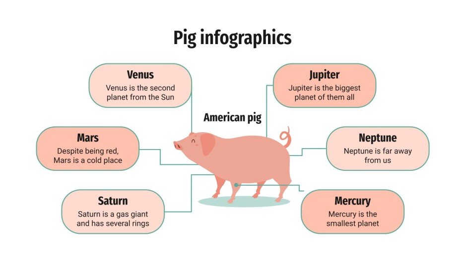 Pig Infographics | Google Slides & PowerPoint