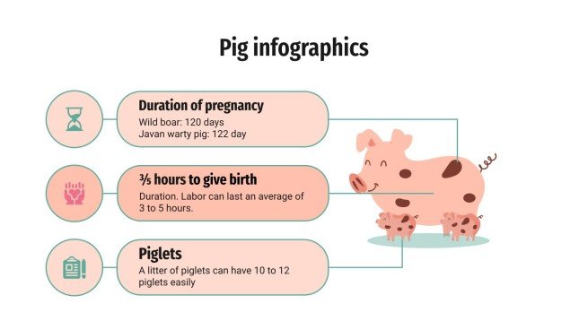 Pig Infographics | Google Slides & PowerPoint