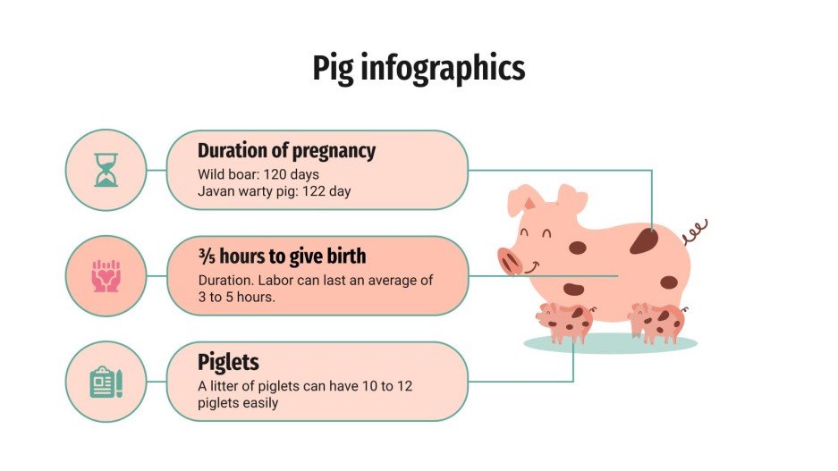 Pig Infographics | Google Slides & PowerPoint