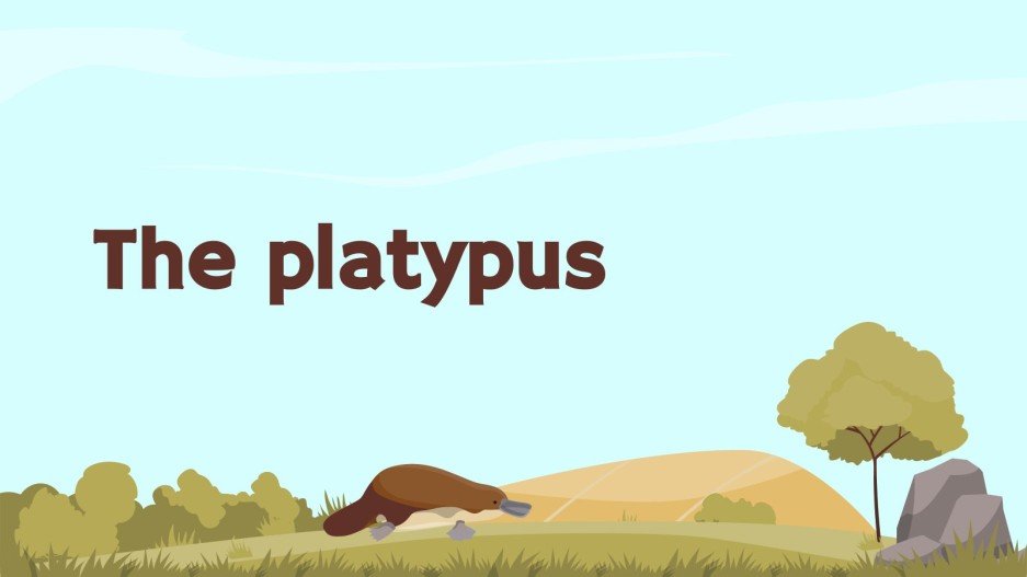 Platypus Minitheme | Google Slides & PowerPoint