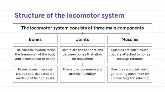 Lección sobre el sistema locomotor para primaria