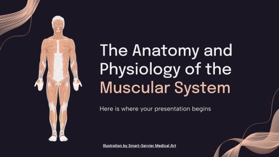 The Anatomy and Physiology of the Muscular System