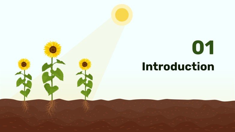 Plants: nutrition, photosynthesis and respiration