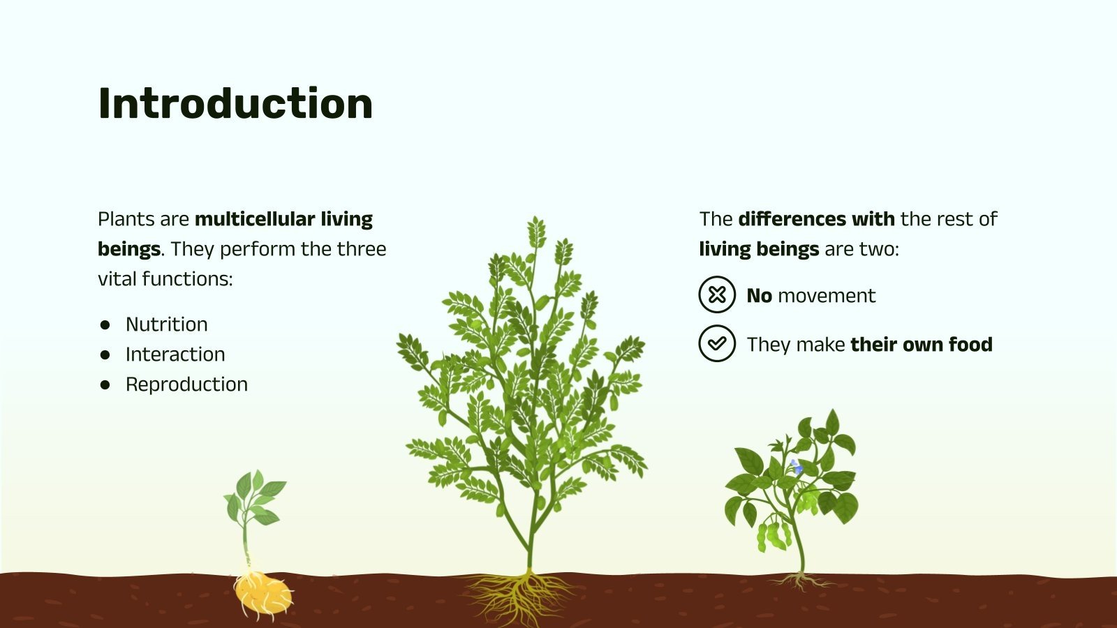 Plants: nutrition, photosynthesis and respiration