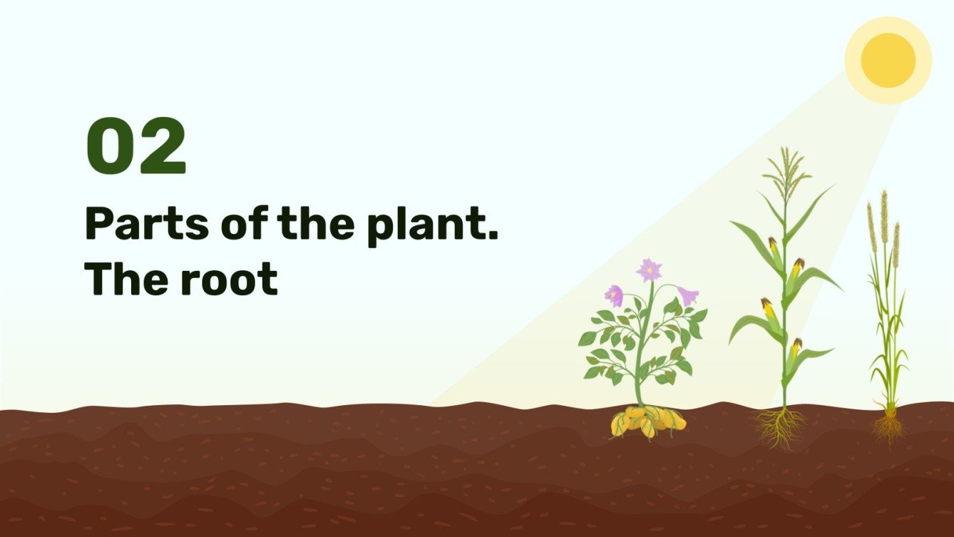 Plants: nutrition, photosynthesis and respiration