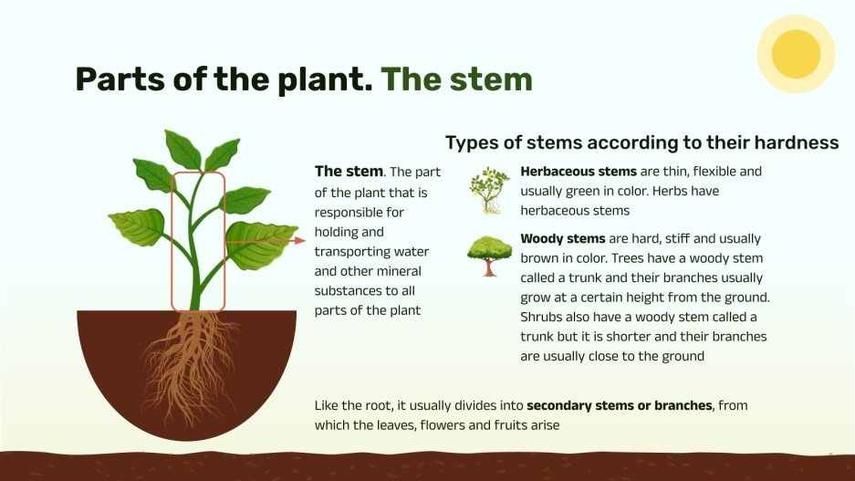 Plants: nutrition, photosynthesis and respiration