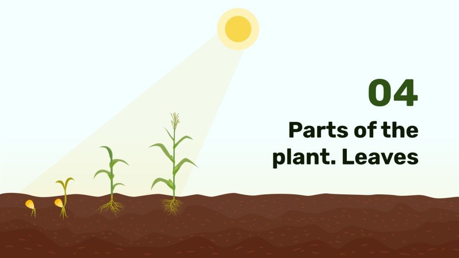 Plants: nutrition, photosynthesis and respiration