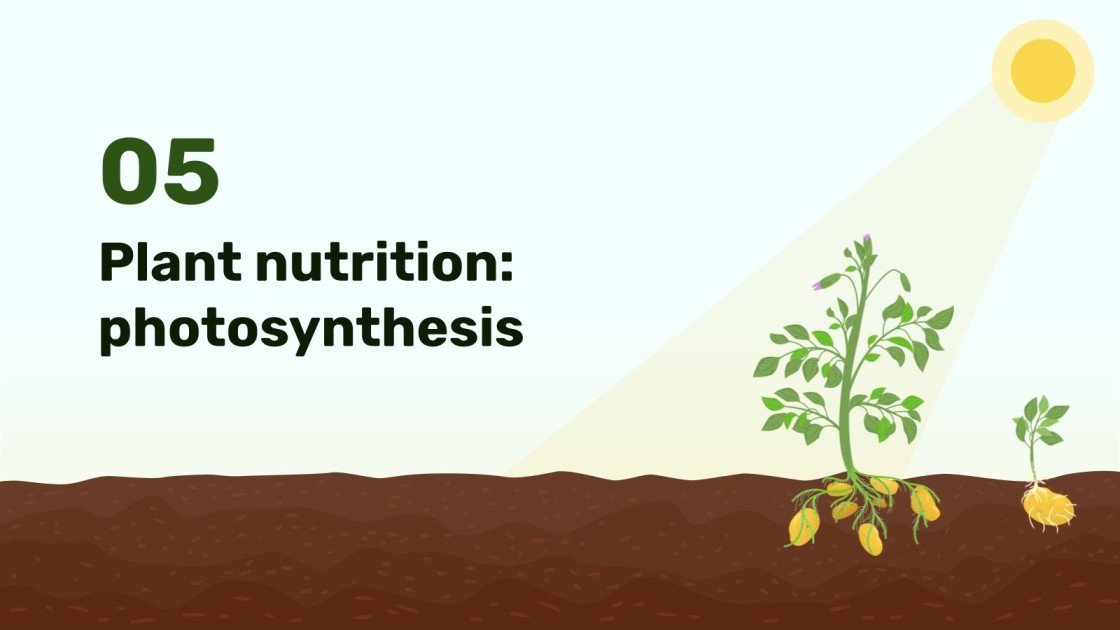 Plants: nutrition, photosynthesis and respiration