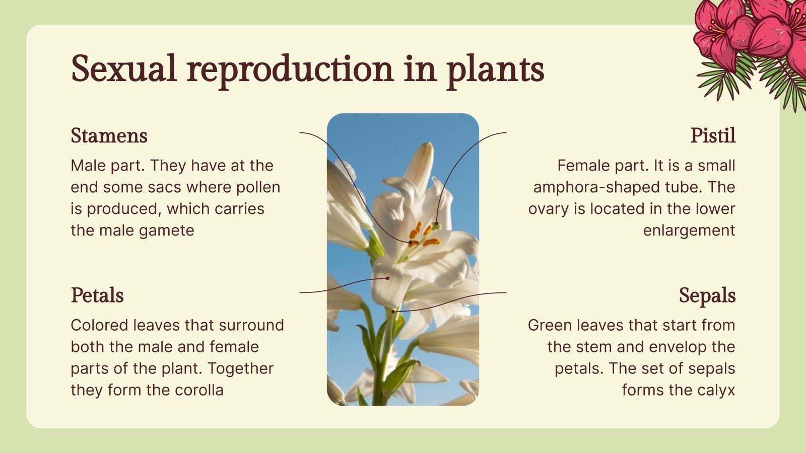 The Reproductive Function in Plants