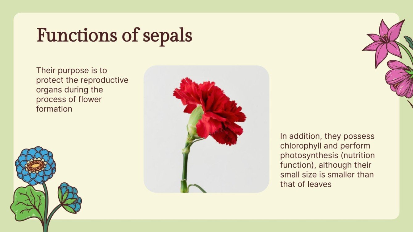 The Reproductive Function in Plants
