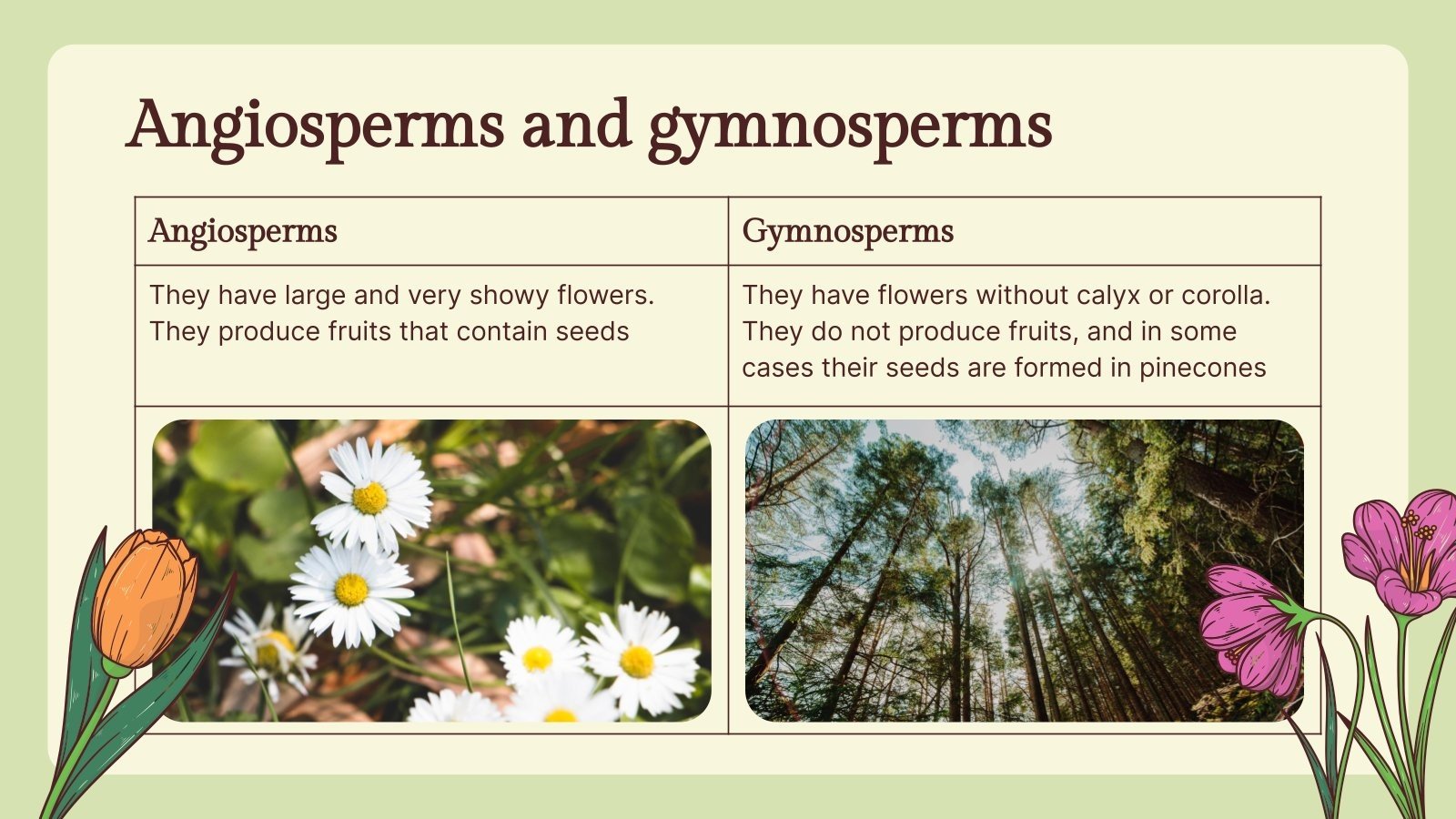 The Reproductive Function in Plants