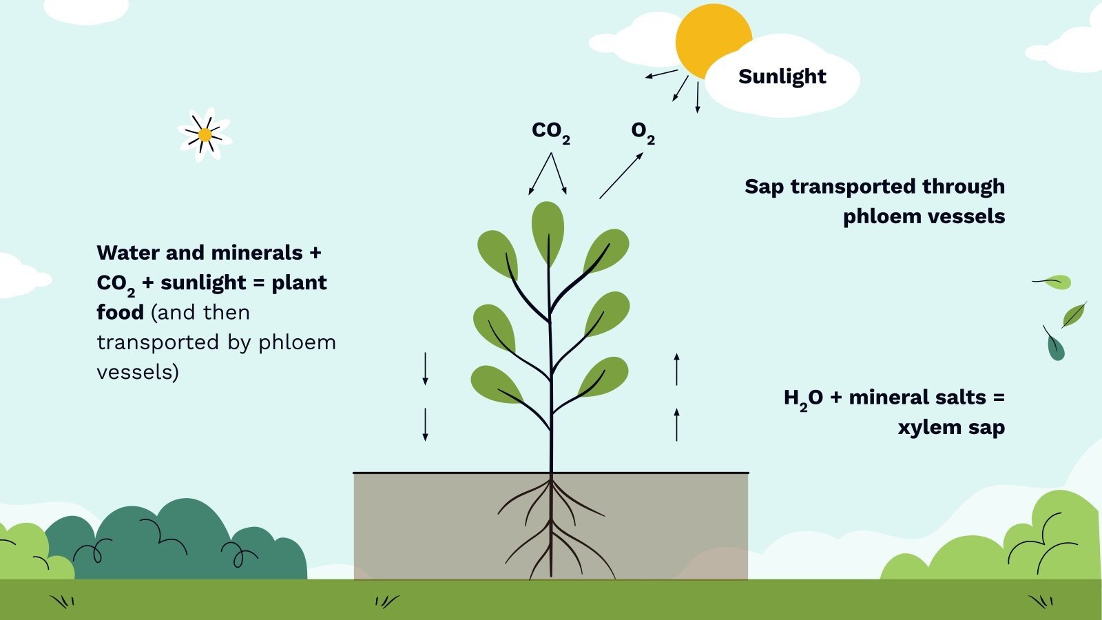 Experiments With Plants and Their Consequences Presentation