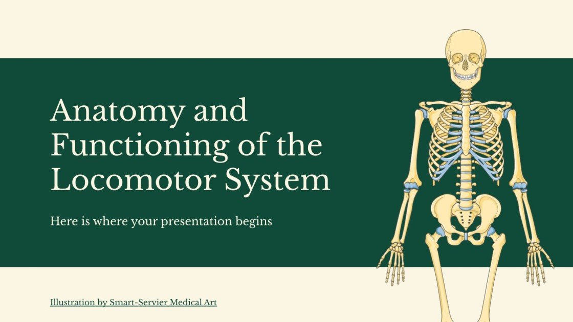 Anatomy and Functioning of the Locomotor System Presentation