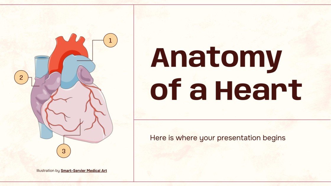 Anatomy of a Heart Presentation