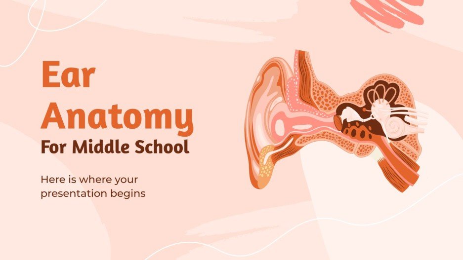 Ear Anatomy For Middle School Presentation