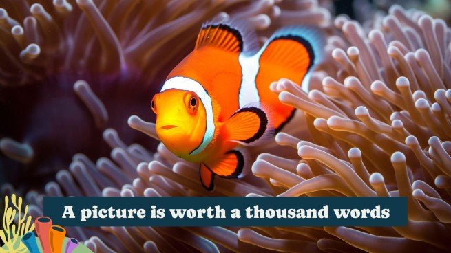 Clown Fish Presentation