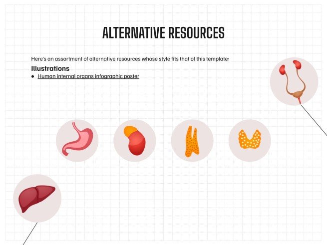 Anatomy Poster for Education Presentation