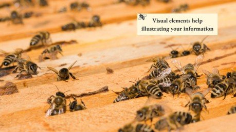 Bee Theme for Middle School Presentation