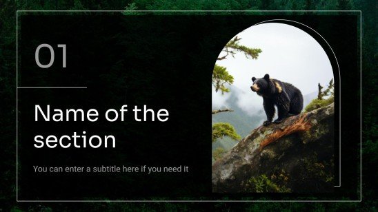 Bears in the Forest Presentation