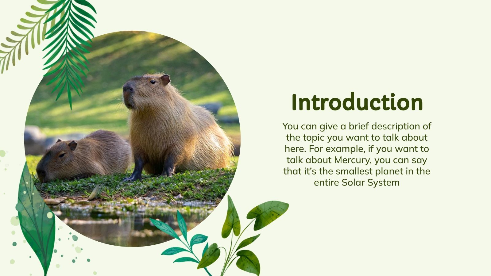 How does the Capybara live? Presentation