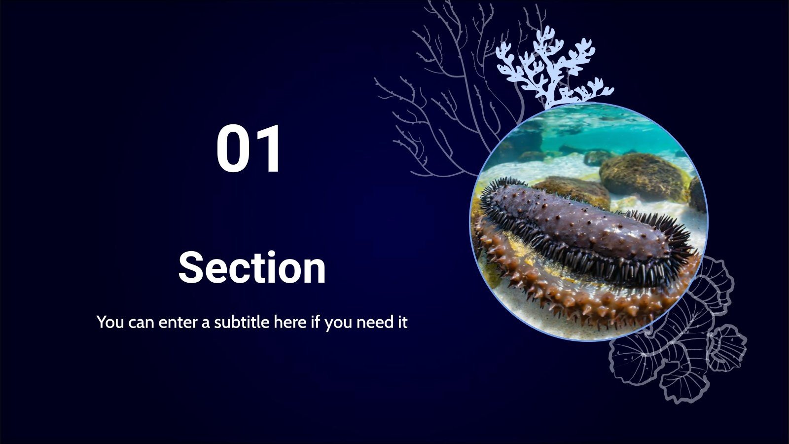 The Wonders of the Seas: Echinoderms Presentation