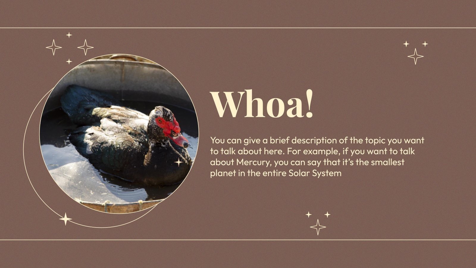 All About Ducks Presentation