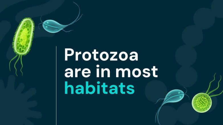 Science Subject for High School: Protozoa Presentation