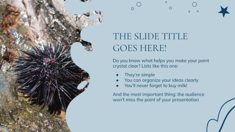 Echinoderms Presentation