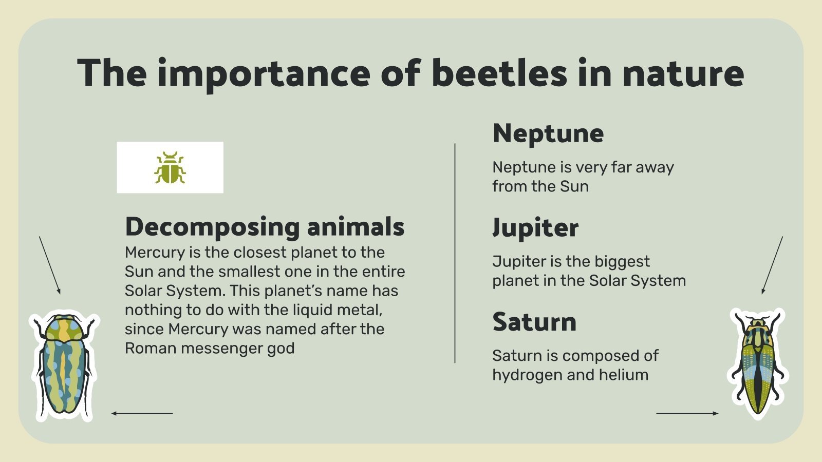 All About Beetles Presentation