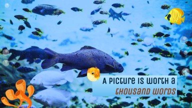 Sea Animals Minitheme Presentation