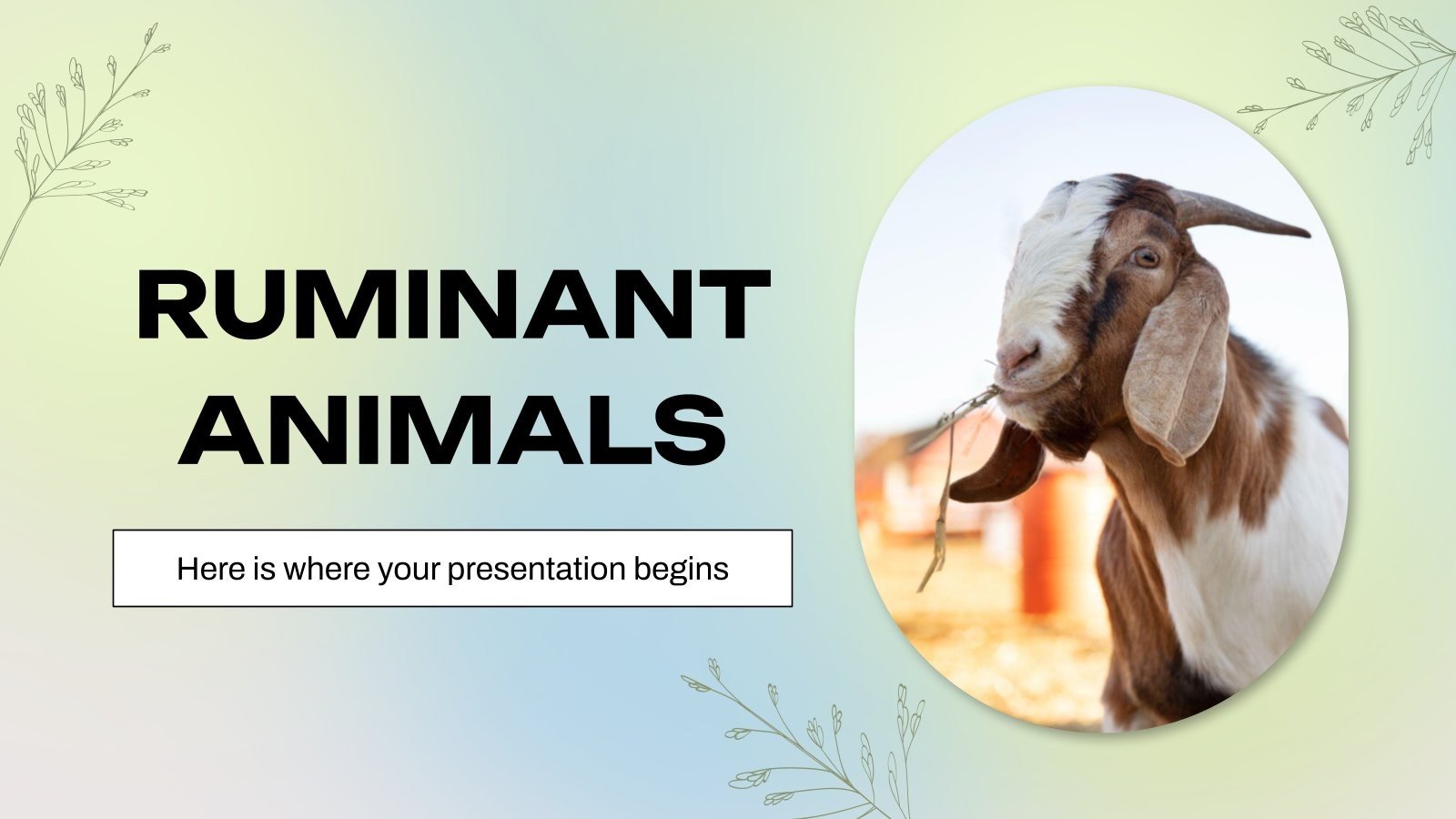 Presentación Animales rumiantes