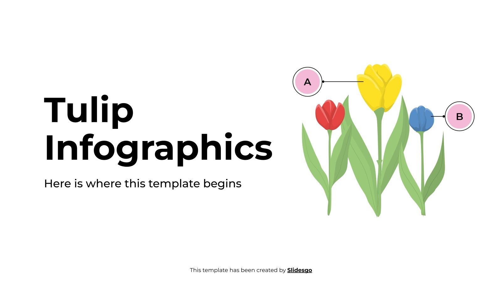 Présentation Infographie des tulipes