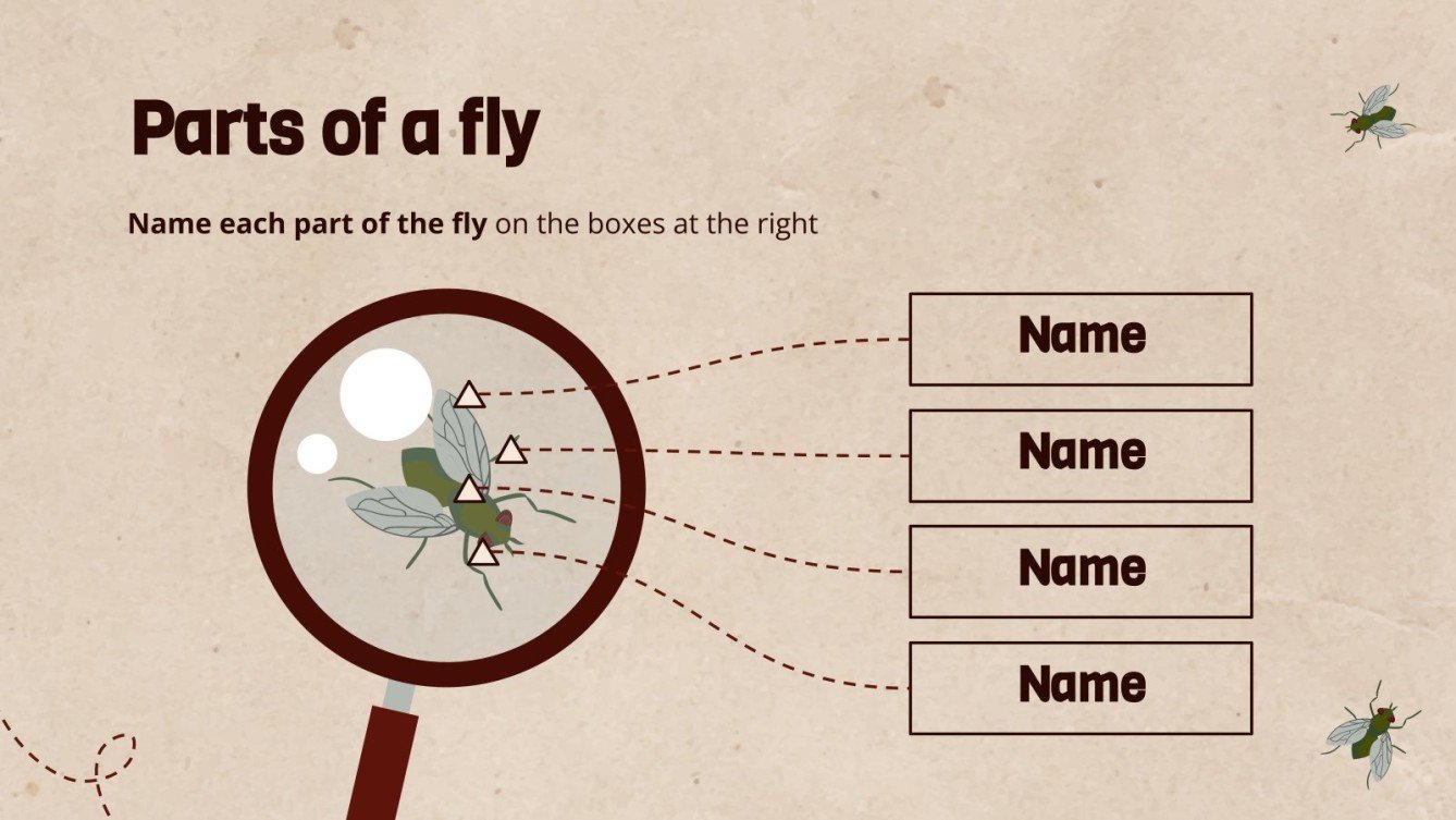 Flies Facts for Elementary Kids Presentation