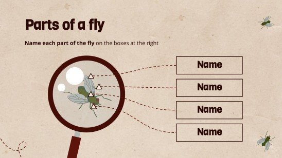Flies Facts for Elementary Kids Presentation