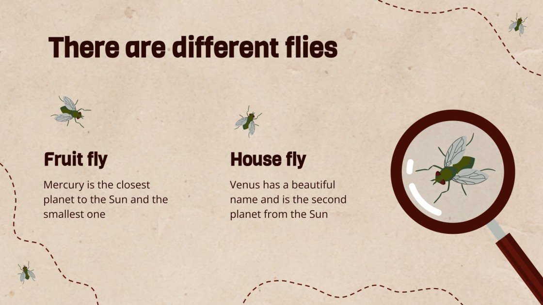 Flies Facts for Elementary Kids Presentation