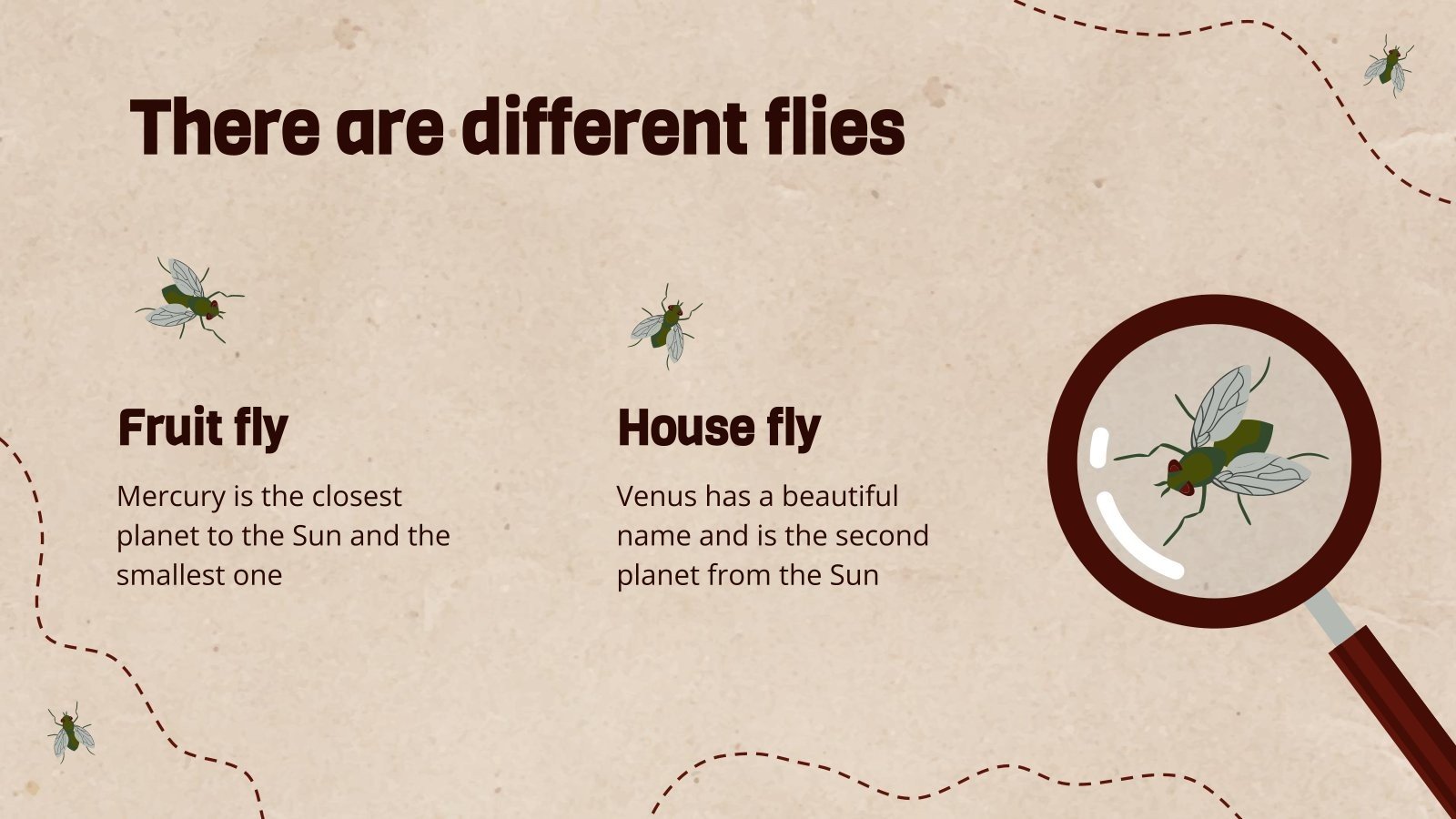 Flies Facts for Elementary Kids Presentation