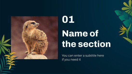 Animals Slideshow Presentation