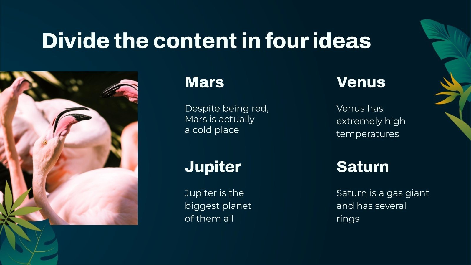 Animals Slideshow Presentation