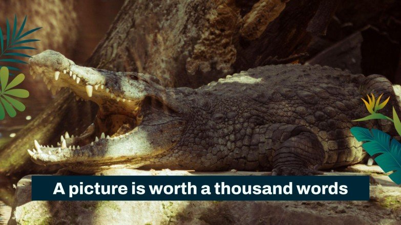 Animals Slideshow Presentation