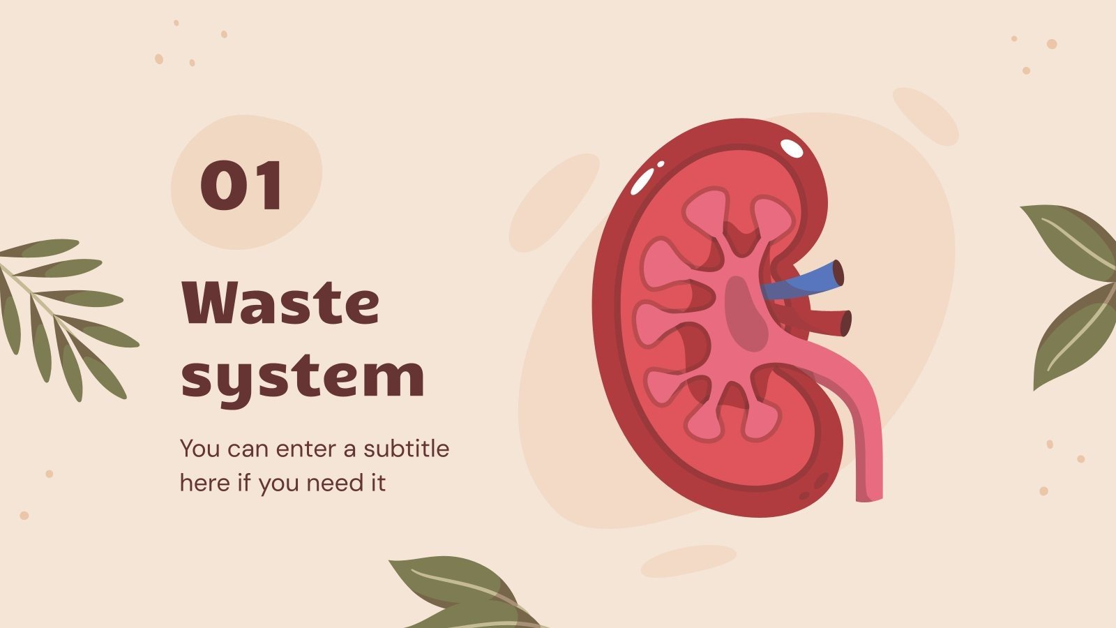 Science Subject for Middle School: Excretory System