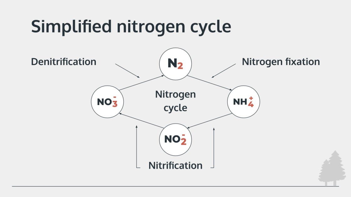 Nitrogen Cycle Presentation