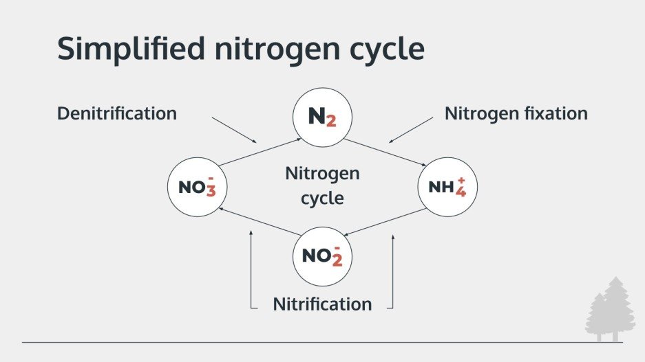 Nitrogen Cycle Presentation