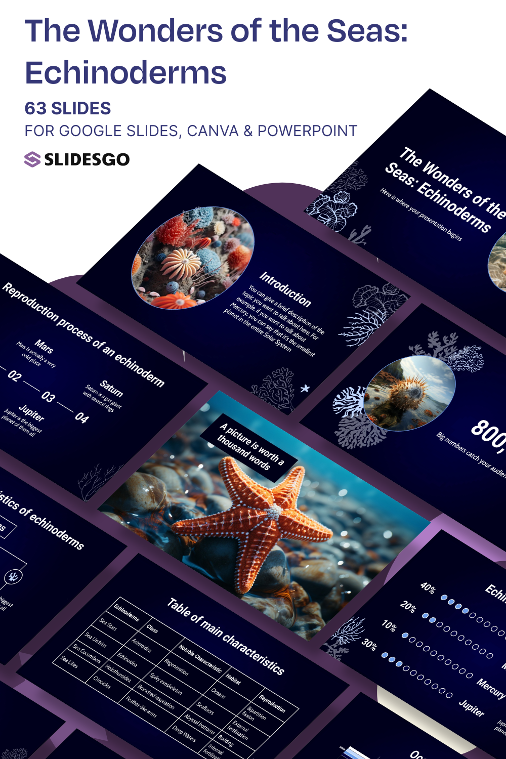 The Wonders of the Seas: Echinoderms Presentation