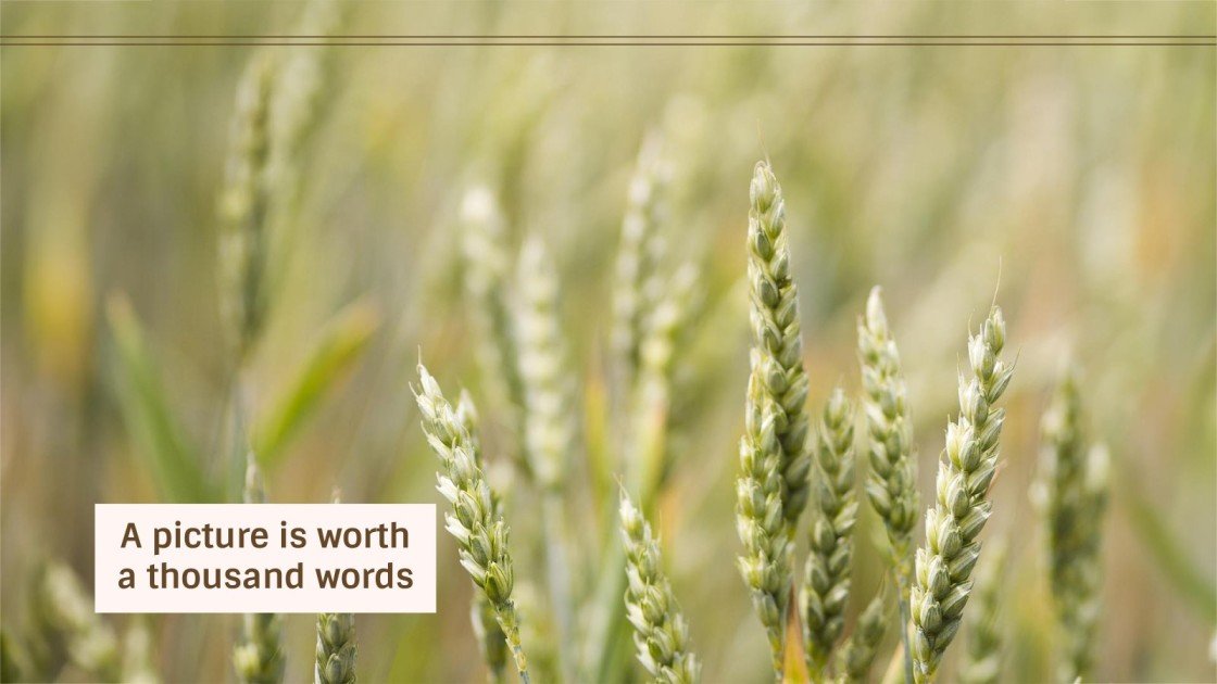 Controversy Over the Use of Rye in Broiler Farms