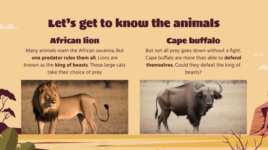 Lion vs. Cape Buffalo Presentation