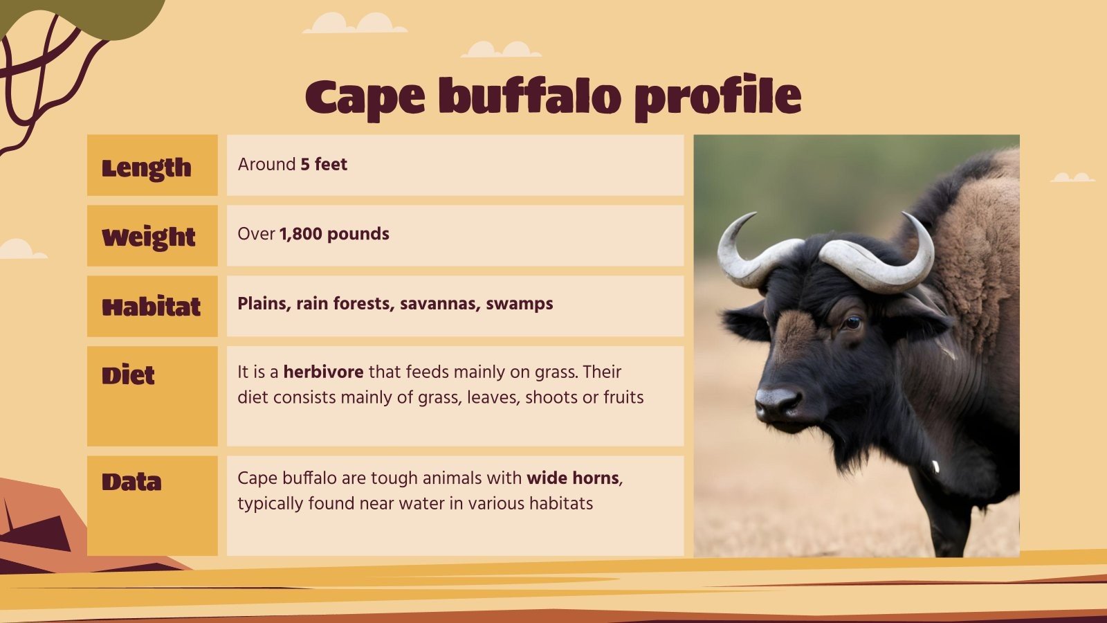 Lion vs. Cape Buffalo Presentation