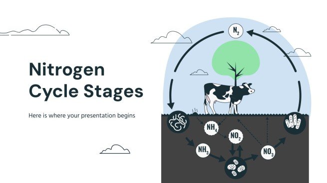 Nitrogen Cycle Stages Presentation
