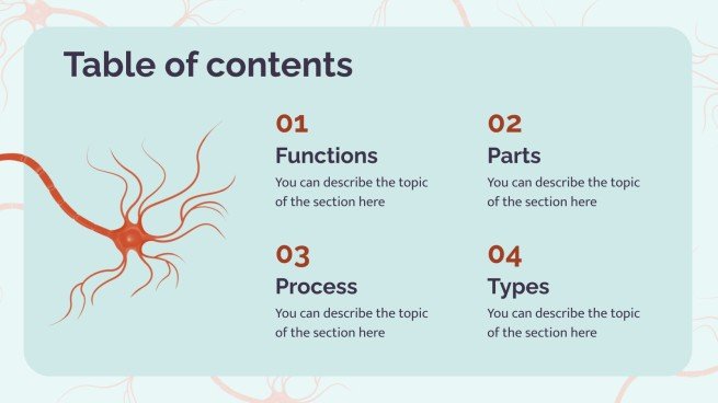 All About Nerve Cells Presentation